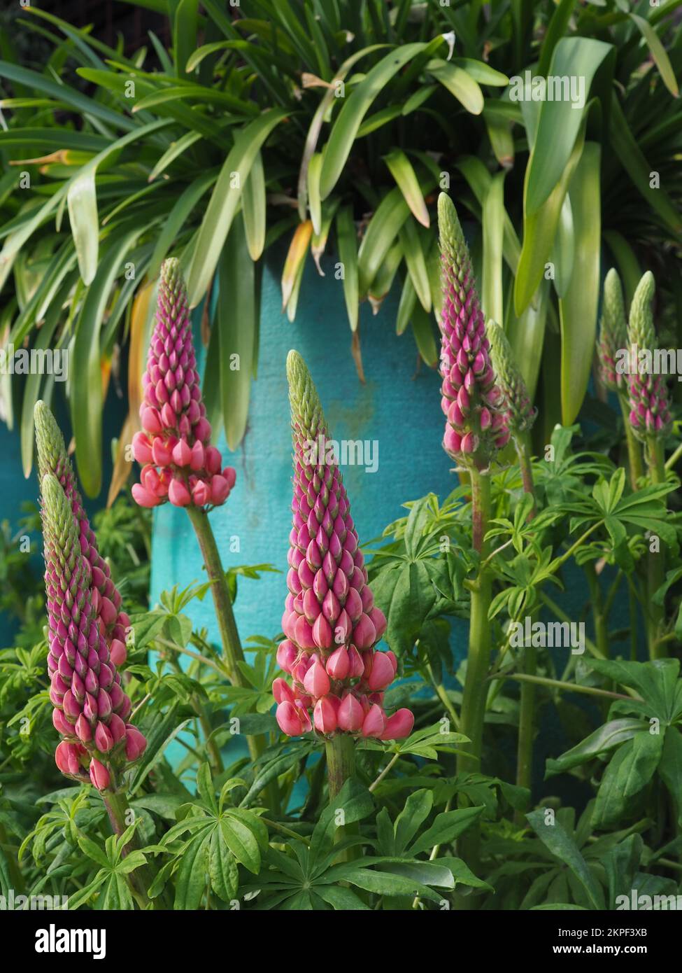 Tall flower spires hi-res stock photography and images - Alamy