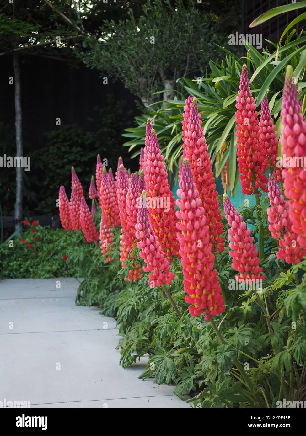 Garden border of Lupinus 'Terracotta' lupin plants in full bloom Stock ...