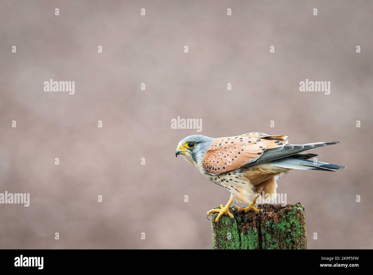 A closeup of a kestrel bird using a fence post as an observation point ...