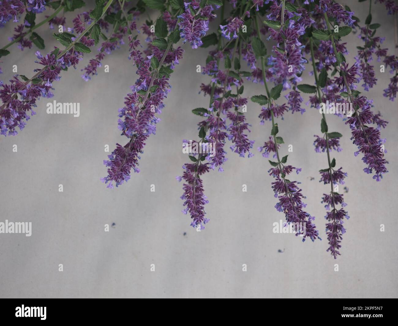 Flower spikes collapsed hi-res stock photography and images - Alamy