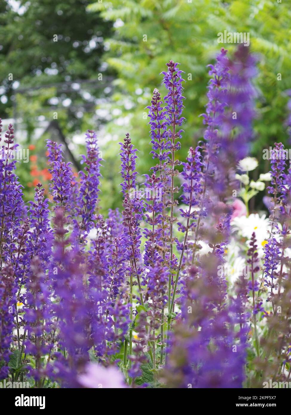 Close up of salvia x sylvestris 'May Night' or 'Mainacht' (wood sage) flowers Stock Photo - Alamy