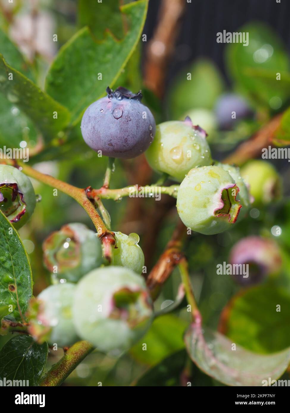 Blueberry bush unripe berries close hi-res stock photography and images ...