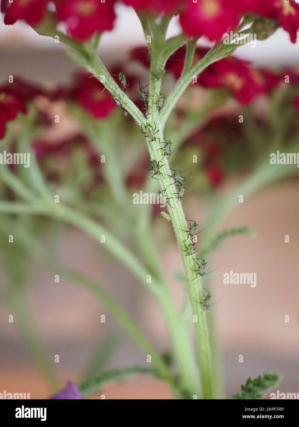 Close up of yarrow aphids (Microsiphoniella millefolii) on an Achillea ...