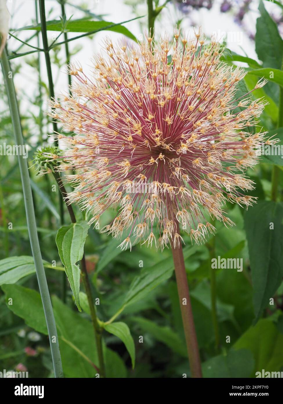 Allium 'Globemaster' seedhead close up Stock Photo - Alamy