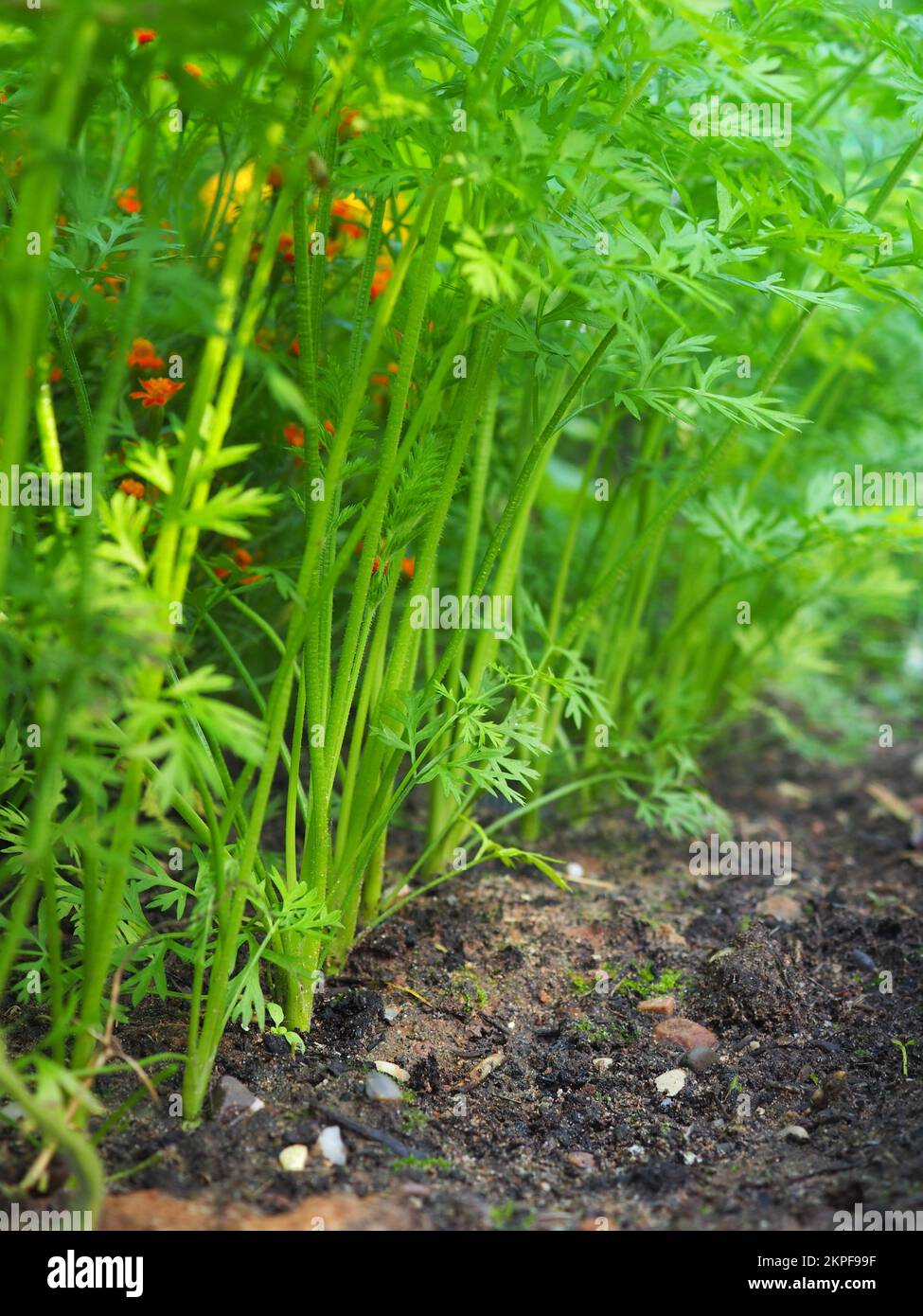 Growing from seed hi-res stock photography and images - Alamy