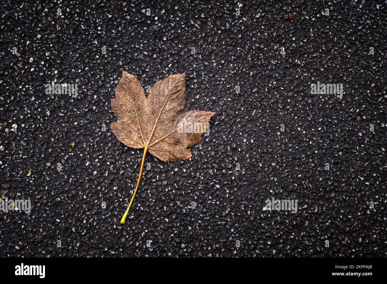 A dead Sycamore Acer pseudoplatanus leaf lying on footpath in the ...