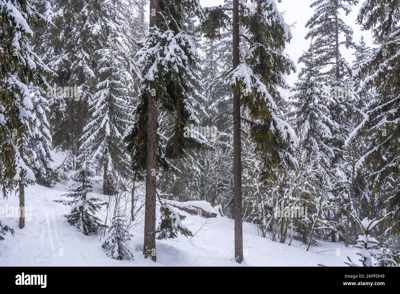 Snow-covered trees in winter forest in snowfall. Winter landscape ...