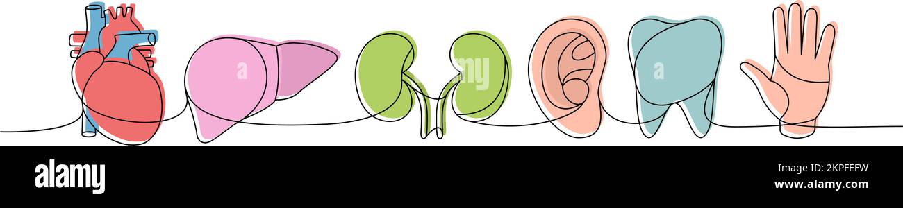 Set of human organs one line colored continuous drawing. Tooth, heart, liver, kidneys, ear, hand ...
