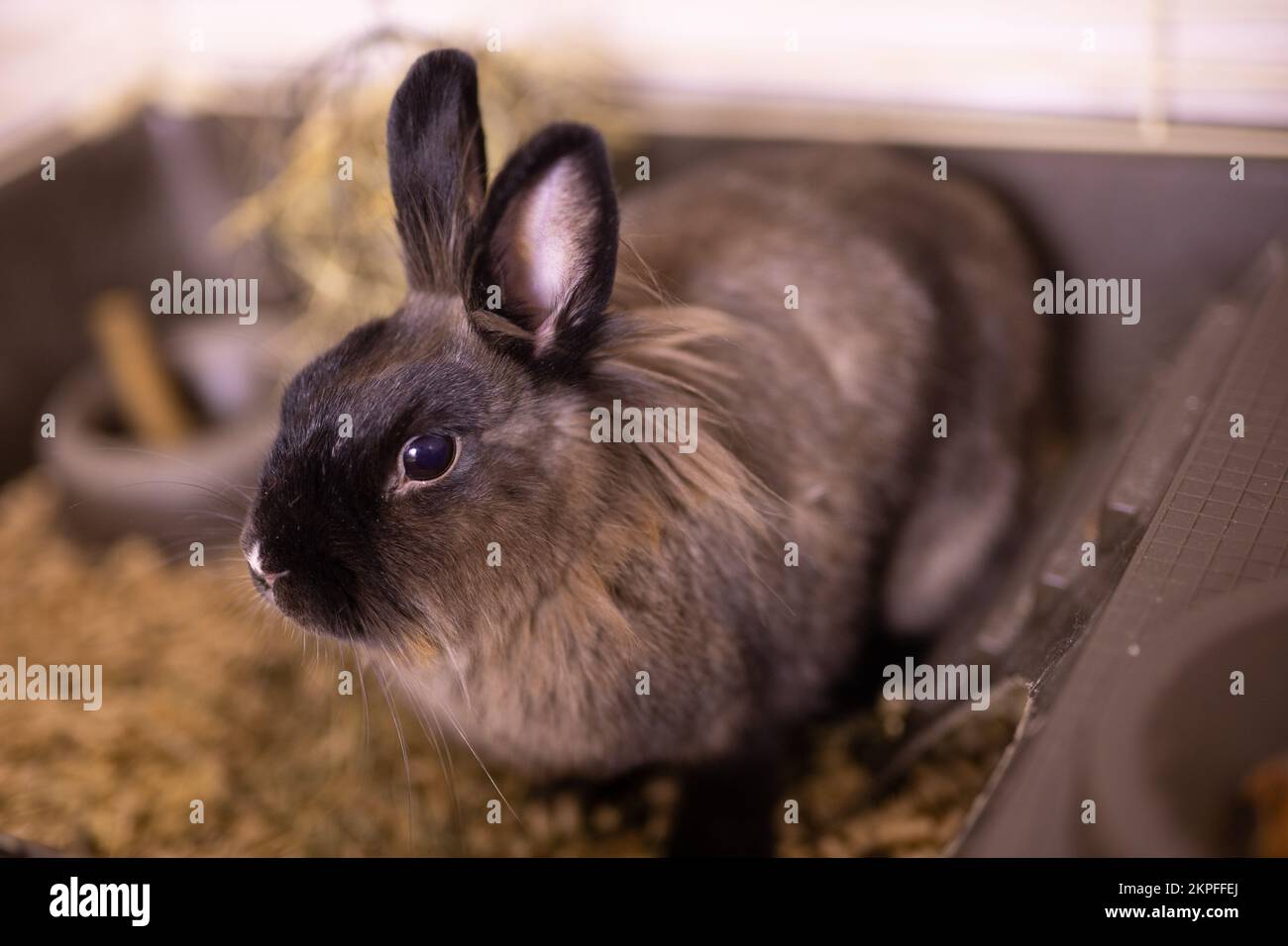 Brown cute rabbit close-up enjoying at home - animal symbol chinese new ...