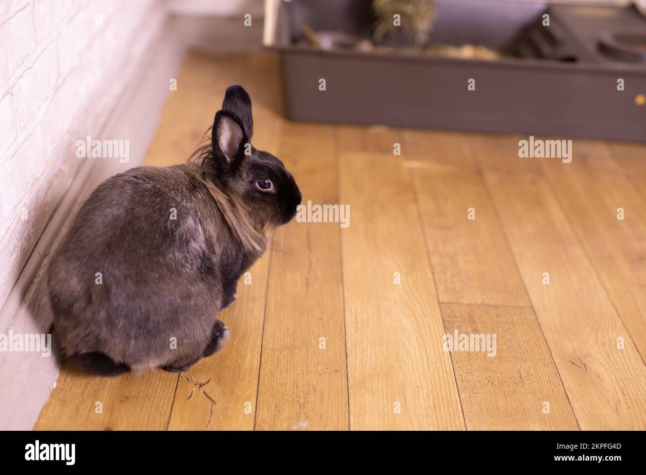 Brown cute rabbit close-up enjoying at home copy space and place for ...