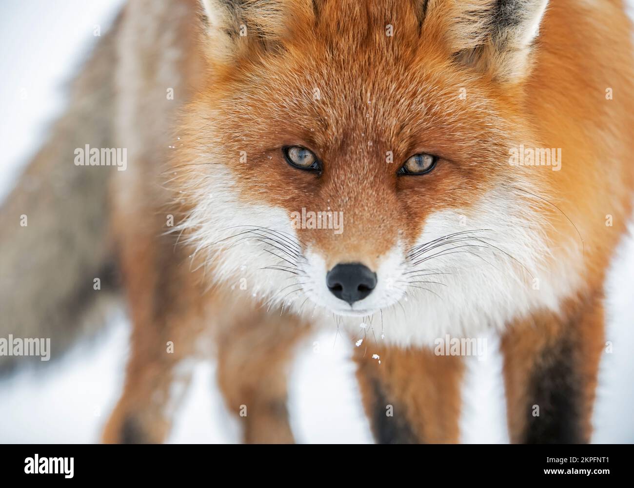 An intimate portrait of a wild Red Fox, Sweden Stock Photo - Alamy