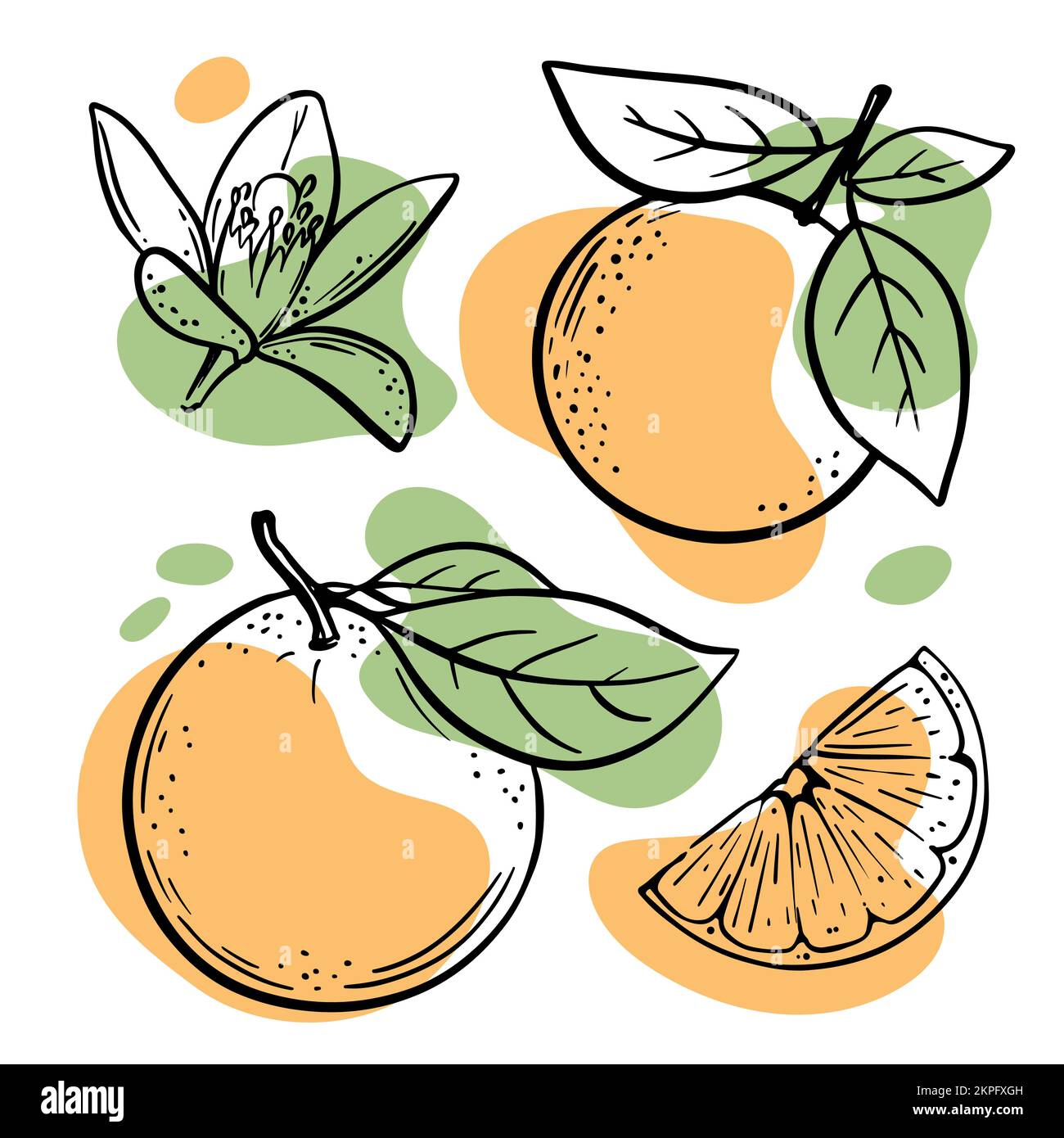 ORANGE SKETCH Juicy Delicious Tropical Fruit Citrus Flower And Slice ...