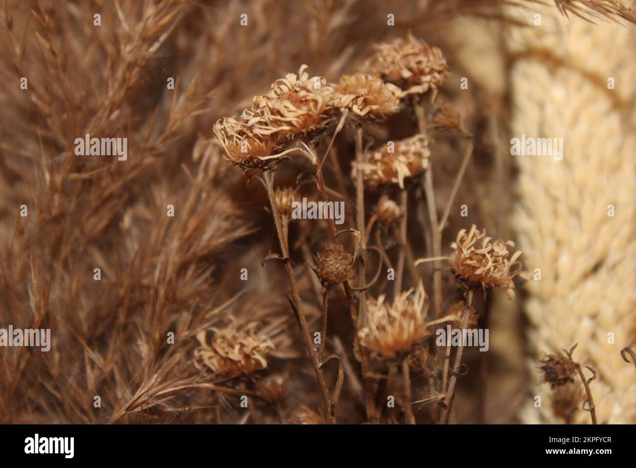 Dried flowers and plants thats usually use for wall wallpaper or ...