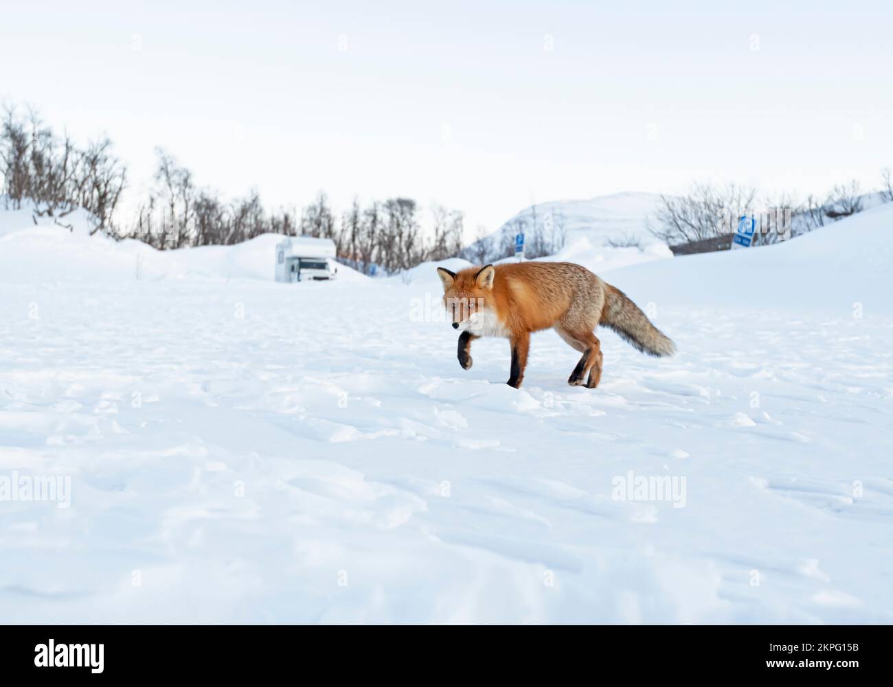 A beautiful Red Fox, resplendent in it's winter coat, walks across a ...