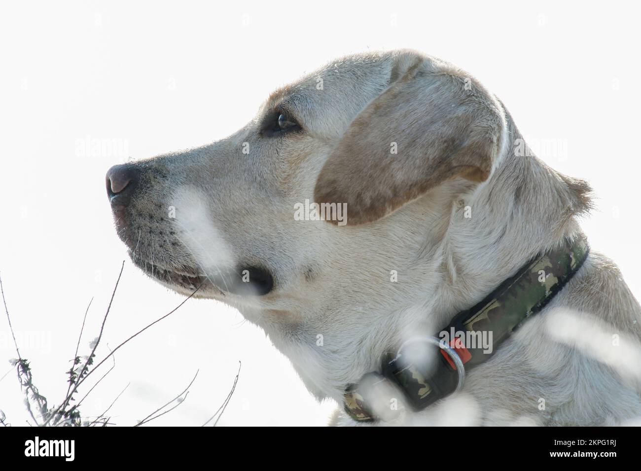 Labrador dog frost hi-res stock photography and images - Alamy