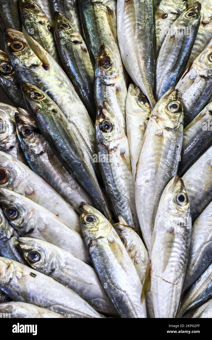 close up of freshly caught fresh blue fish sold at the fish market ...