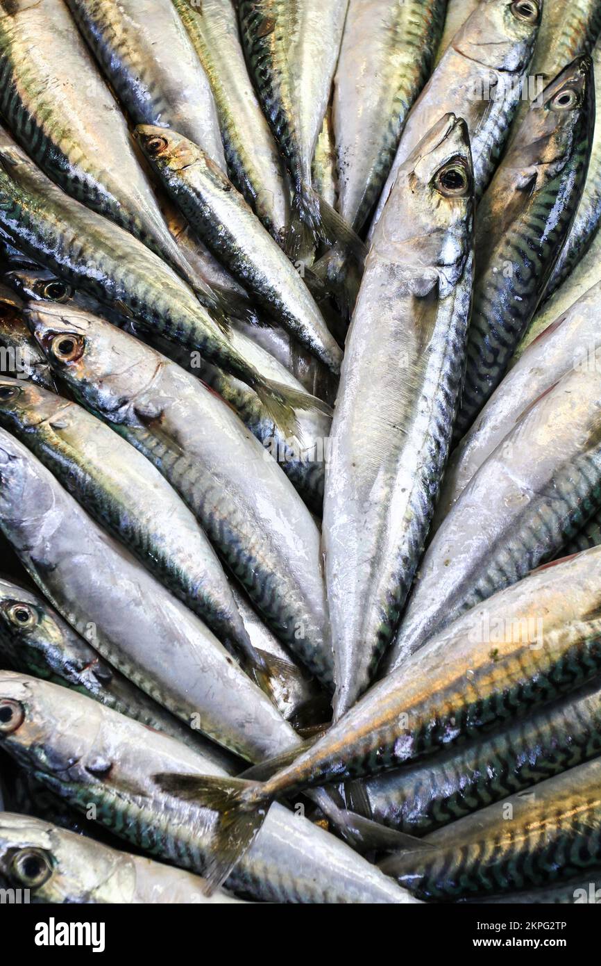 close up of freshly caught fresh mackerel sold at the fish market ...