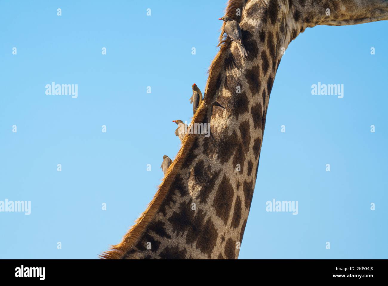 Giraffe (Giraffa camelopardalis) close-up side view of the animal's ...