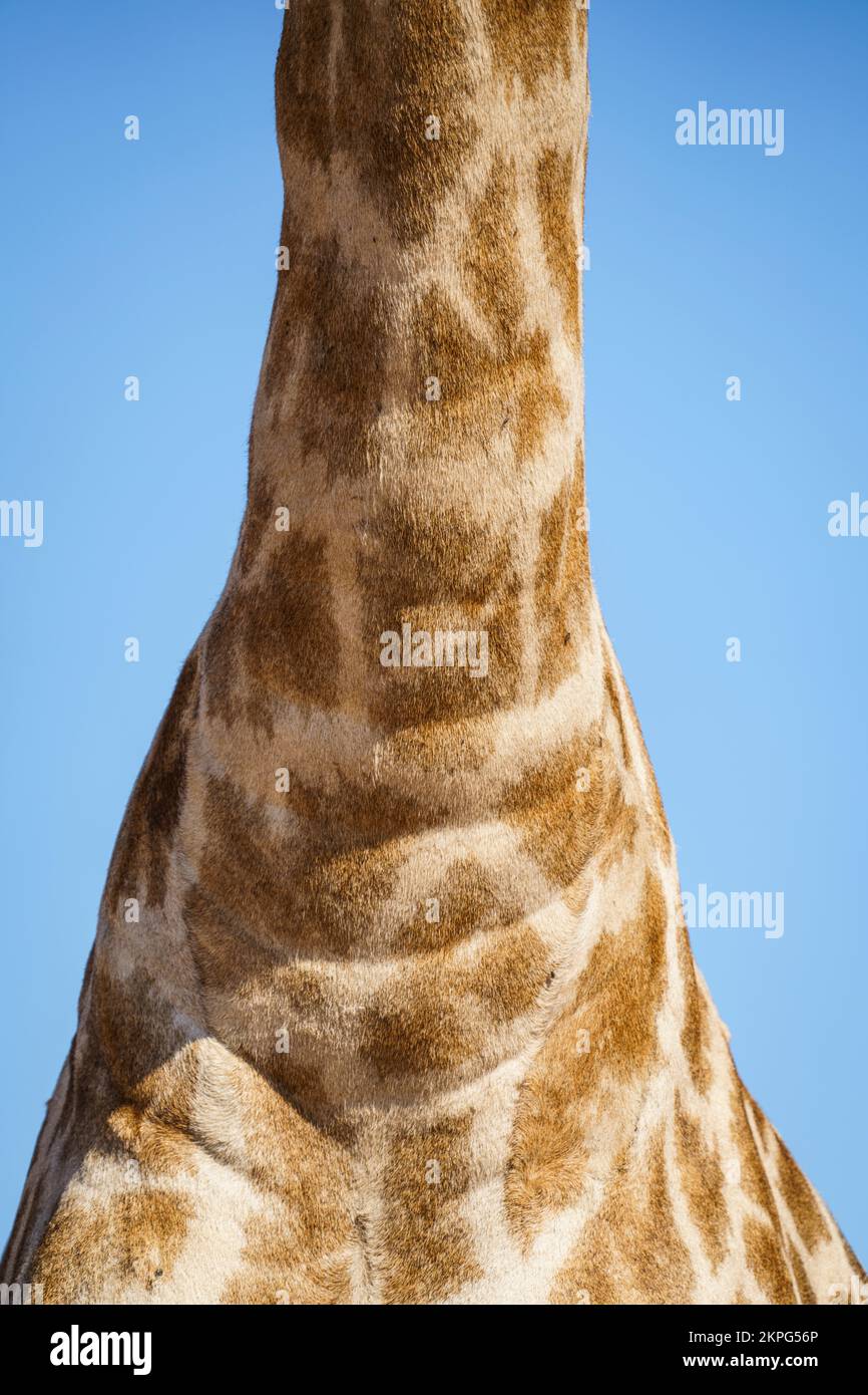 Giraffe (Giraffa camelopardalis) close-up front view of the animal's ...