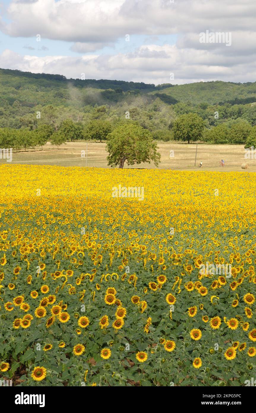 Domme, sun flower field Stock Photo - Alamy