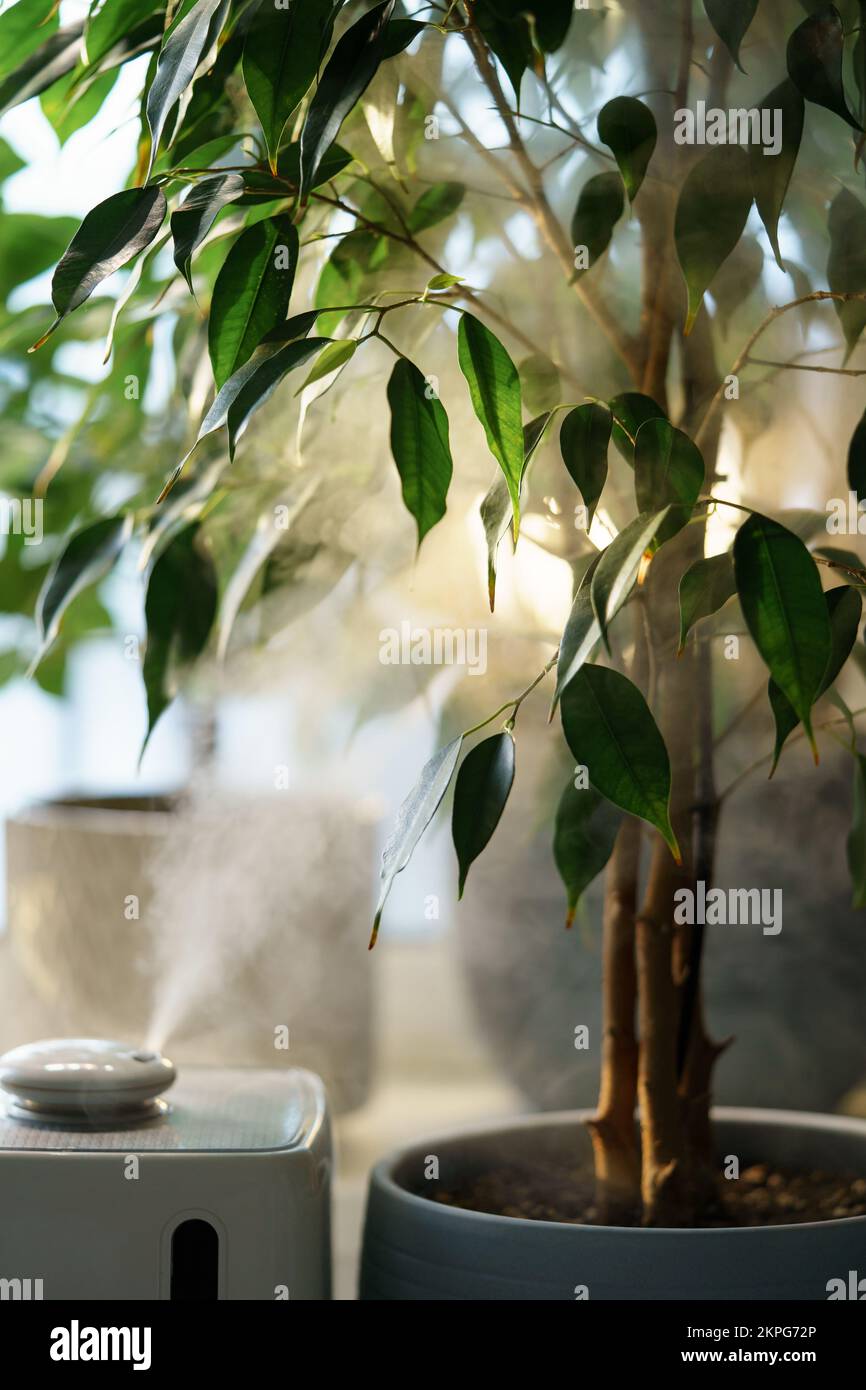 Benjamina tree hi-res stock photography and images - Alamy