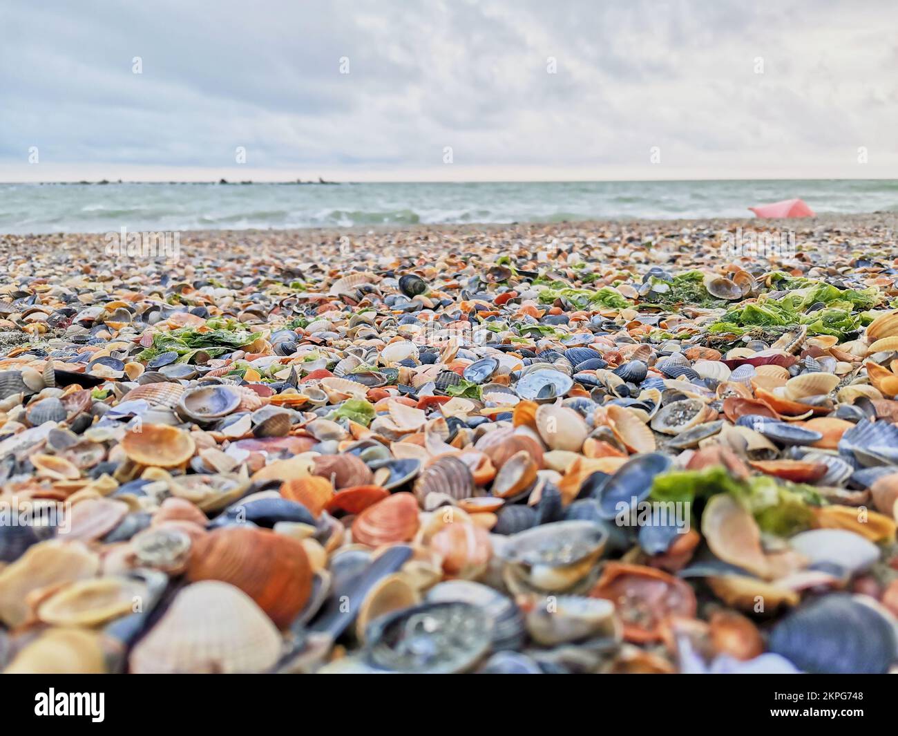 Multitude of colorful seashells on the beach in Mamaia Stock Photo - Alamy