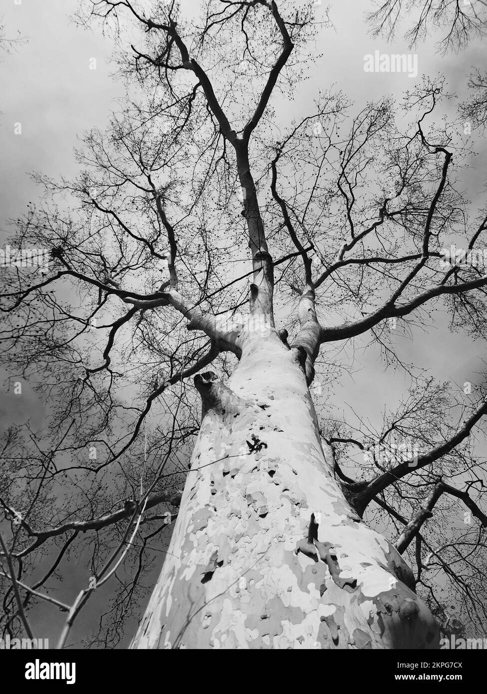 Towards a sky Black and White Stock Photos & Images - Alamy