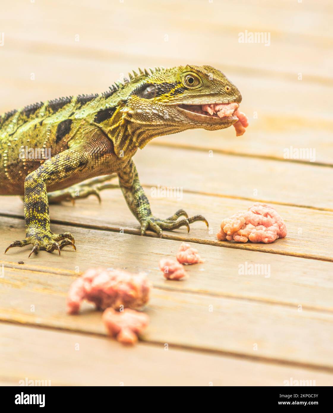 Wildlife photo on a Australian Water Dragon eating on a wooden veranda ...
