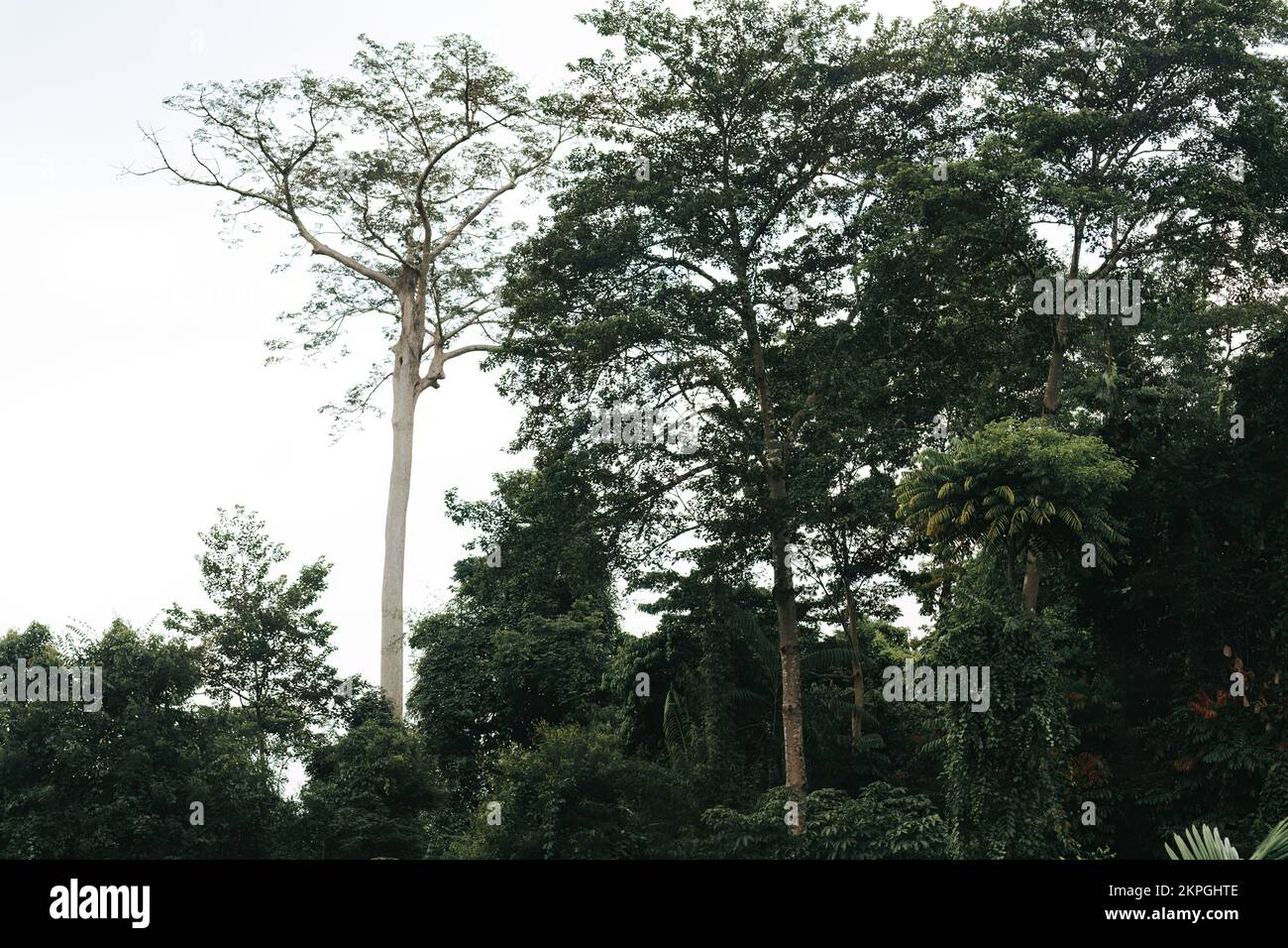 The green rainforest. Ecosystem and healthy environment concept and ...