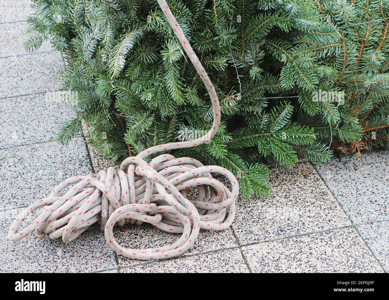 Rope next to a pine tree outdoor Stock Photo - Alamy