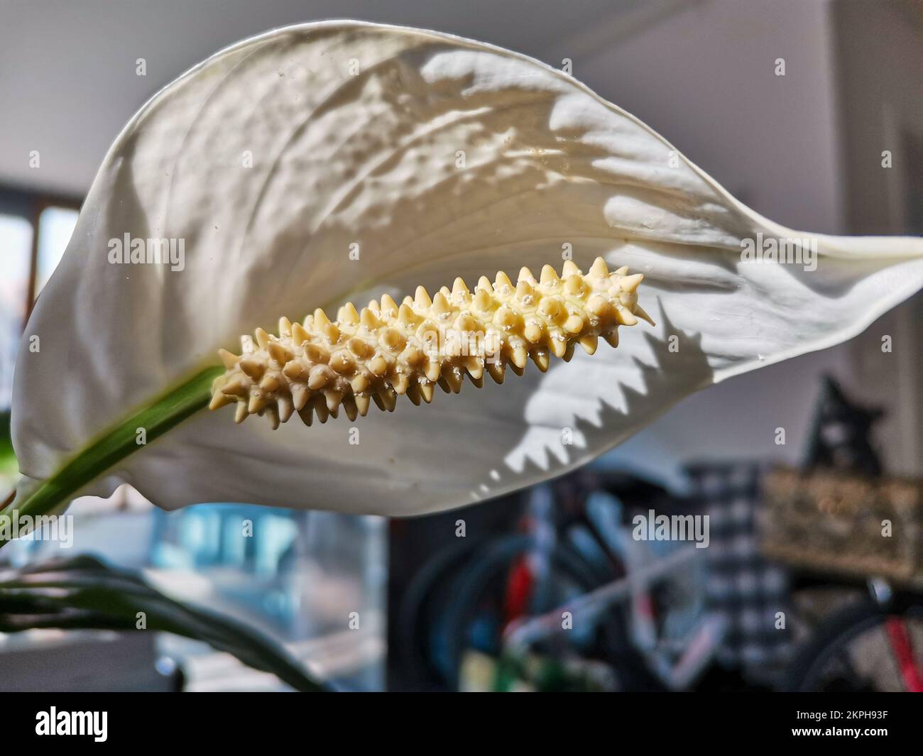 Spathiphyllum wallisii, commonly known as peace lily, white sails, or ...