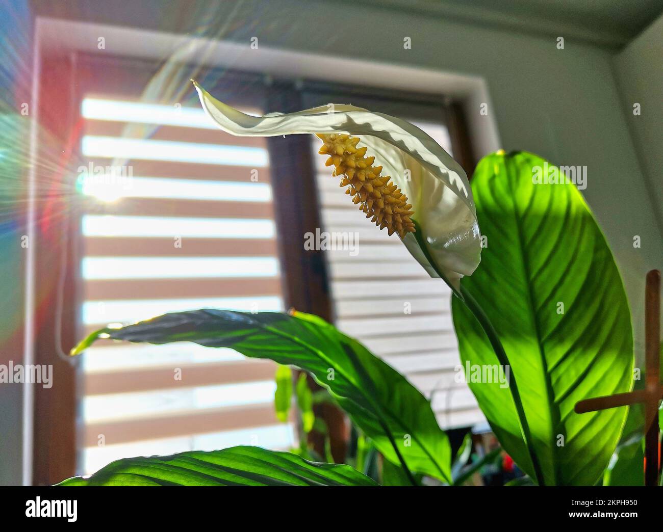 Spathiphyllum wallisii, commonly known as peace lily, white sails, or ...
