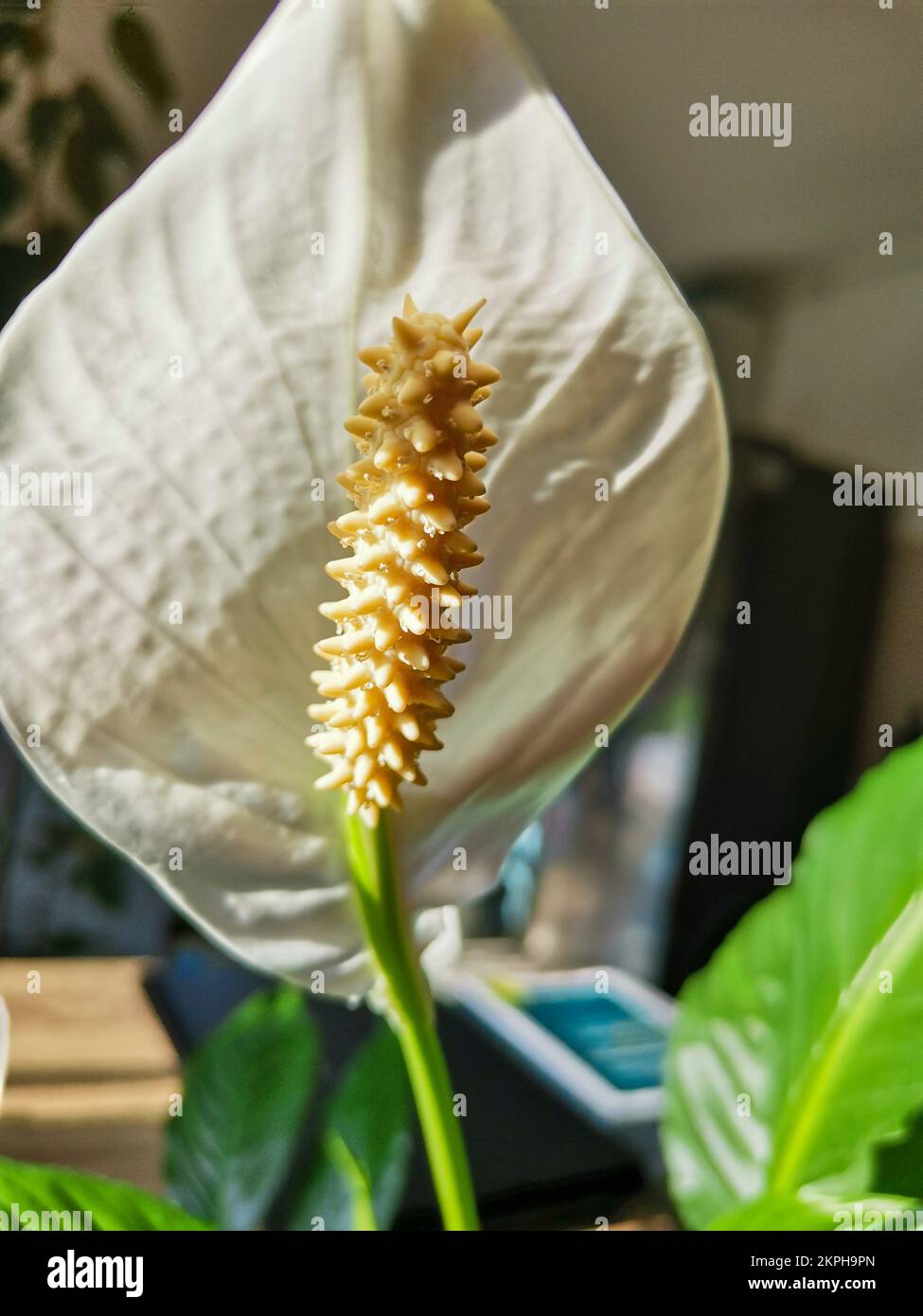 Spathiphyllum wallisii, commonly known as peace lily, white sails, or ...