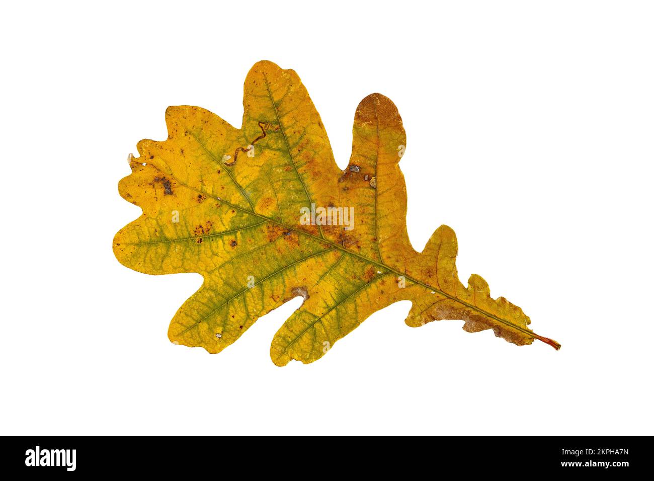 Autumn oak leaf on white background Stock Photo - Alamy