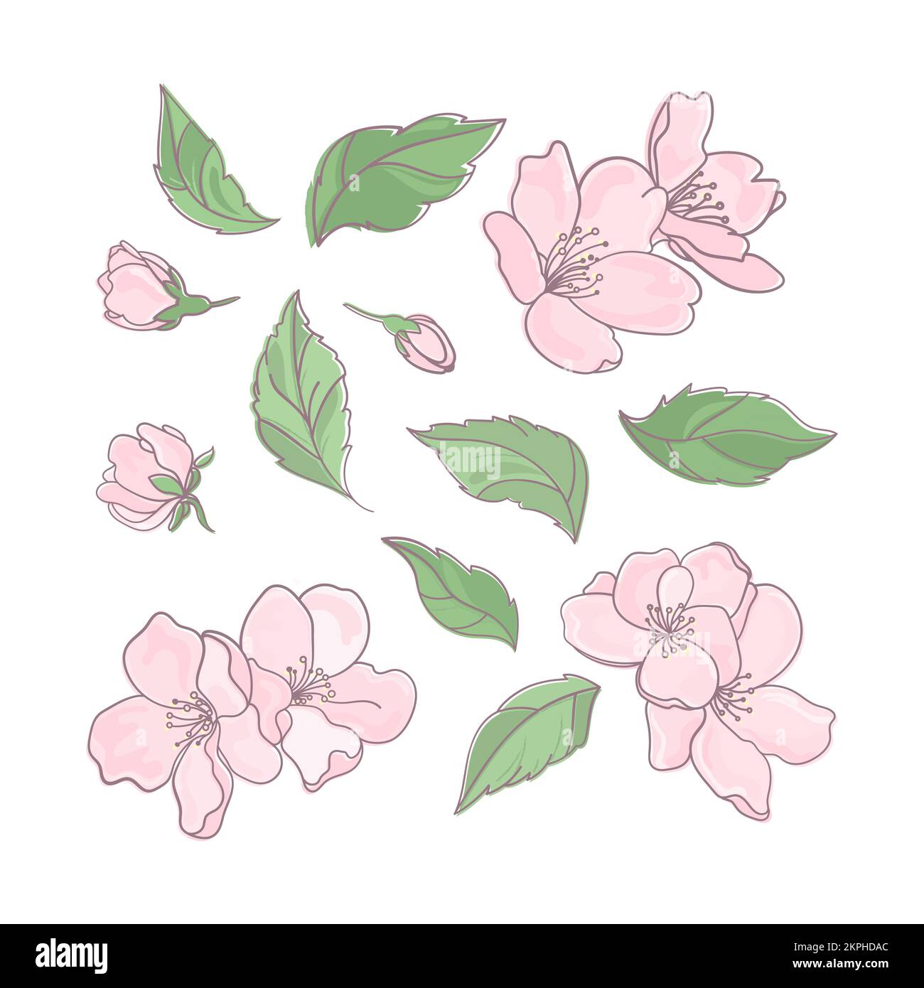 SAKURA Pink Flowers And Green Leaves Spring Blooming Cherry Season ...