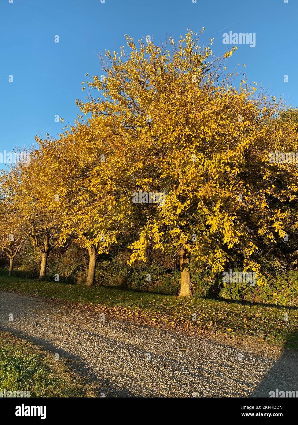 Autumn in Milan, street view of daylight foliage scenery Stock Photo ...