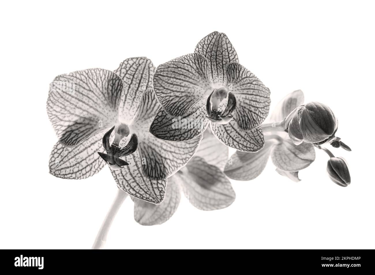 Pink flowers blooming houseplant Cut Out Stock Images & Pictures - Alamy