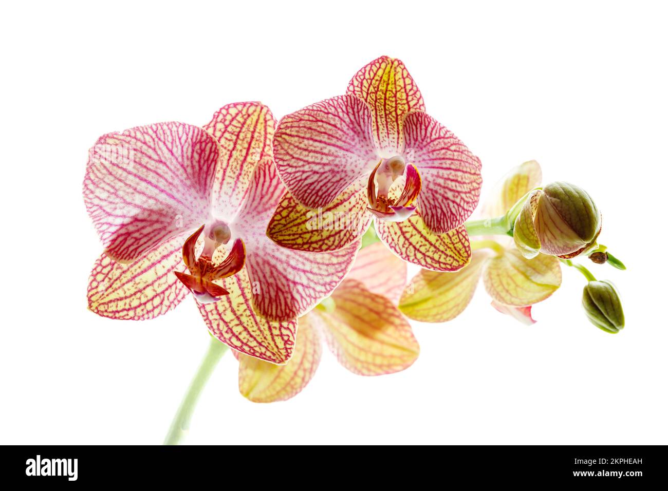 Phalaenopsis orchids bloom botanical hi-res stock photography and ...