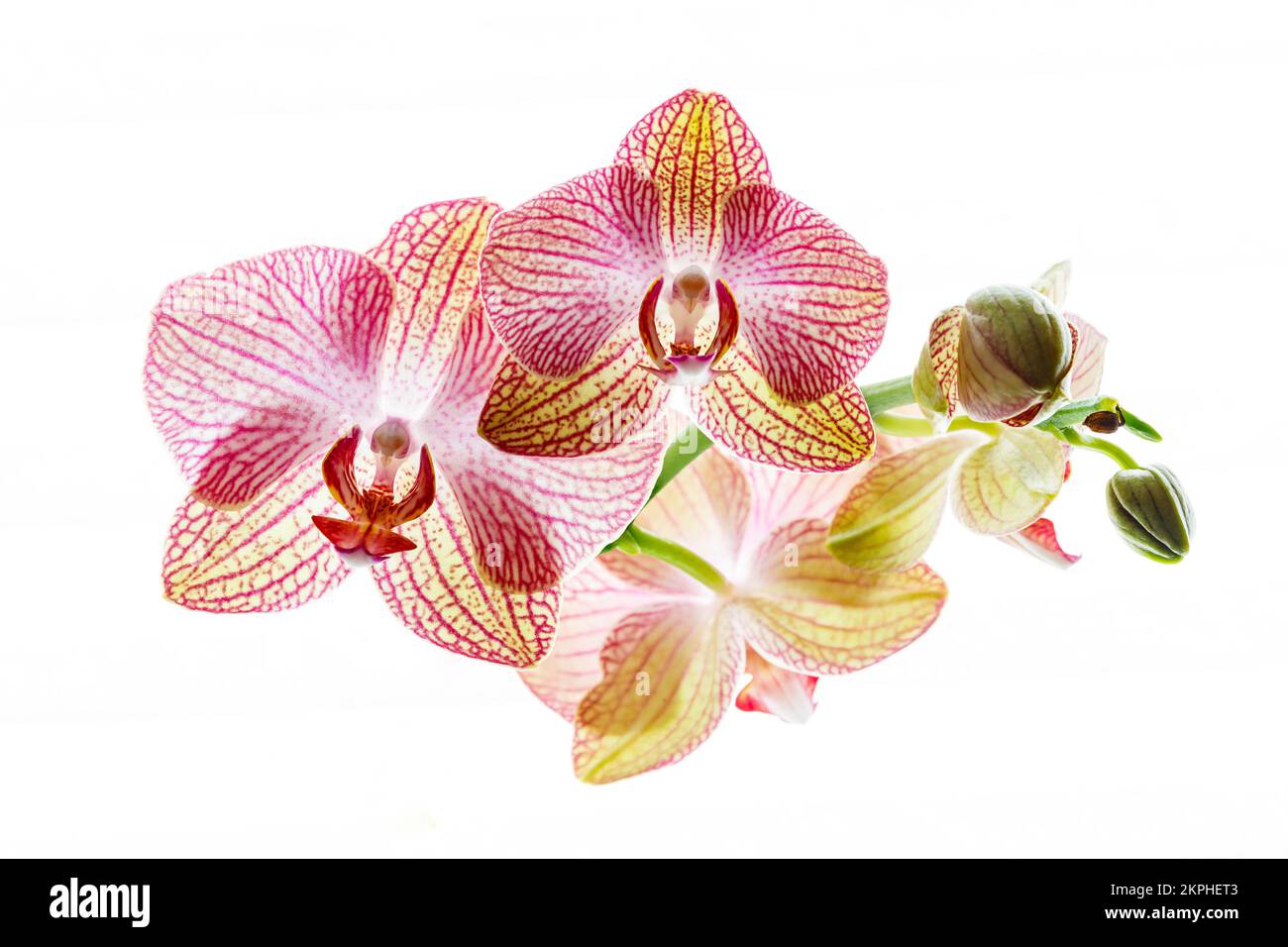 Orchid flowers closeup Cut Out Stock Images & Pictures - Alamy