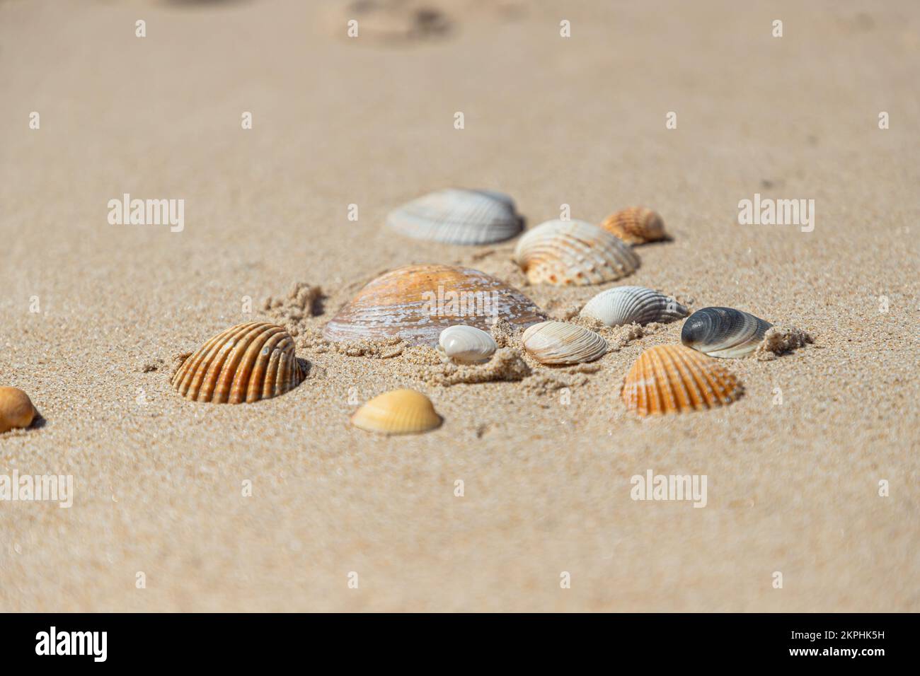 Sea shells in portugal hi-res stock photography and images - Alamy