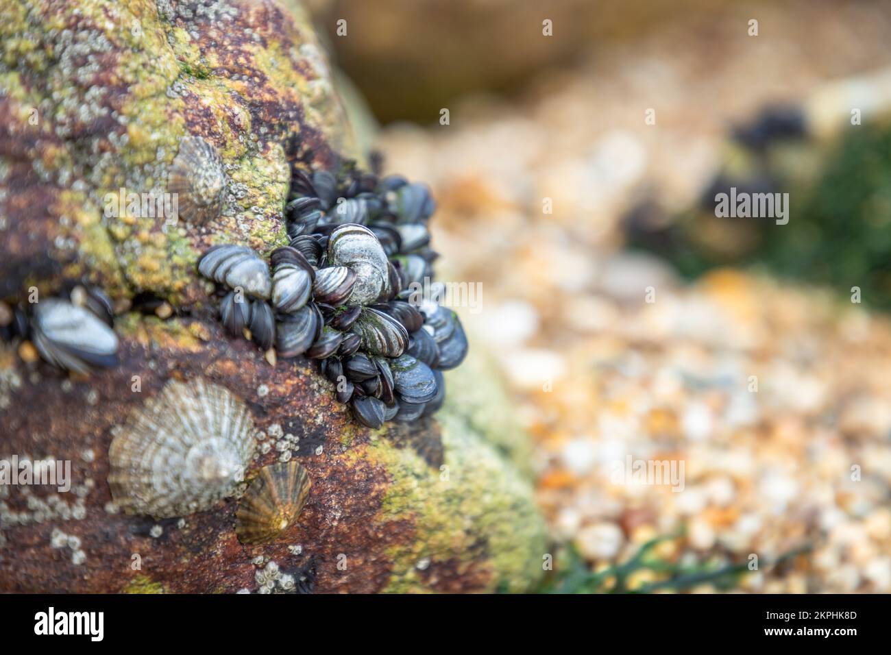 Sea shells in portugal hi-res stock photography and images - Alamy