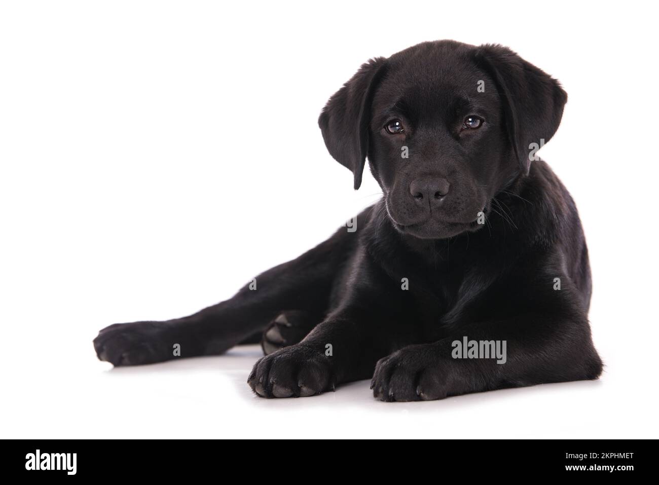 Cute labrador puppy on white background Stock Photo - Alamy
