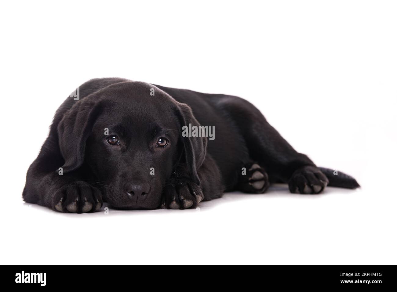Cute labrador puppy on white background Stock Photo - Alamy