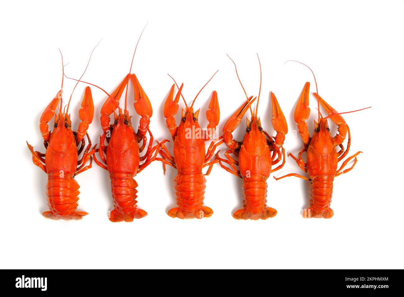 Cooked red river crayfish Cut Out Stock Images & Pictures - Alamy