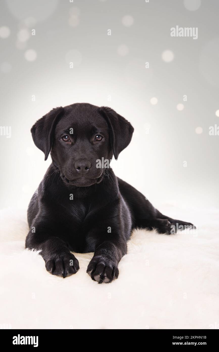 Cute labrador puppy on white background Stock Photo - Alamy