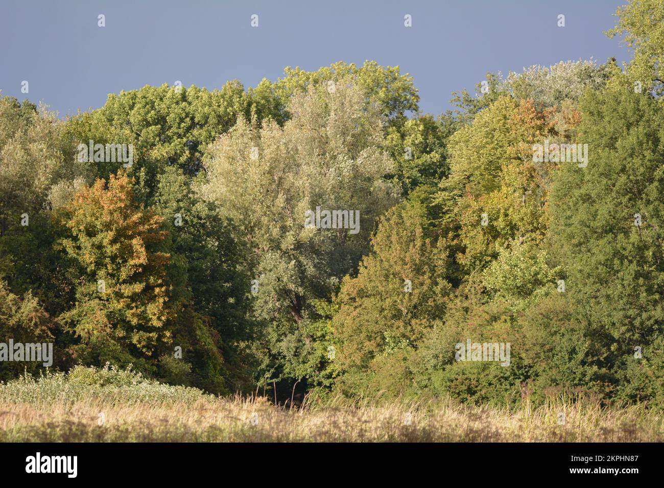 Wald im September Stock Photo - Alamy