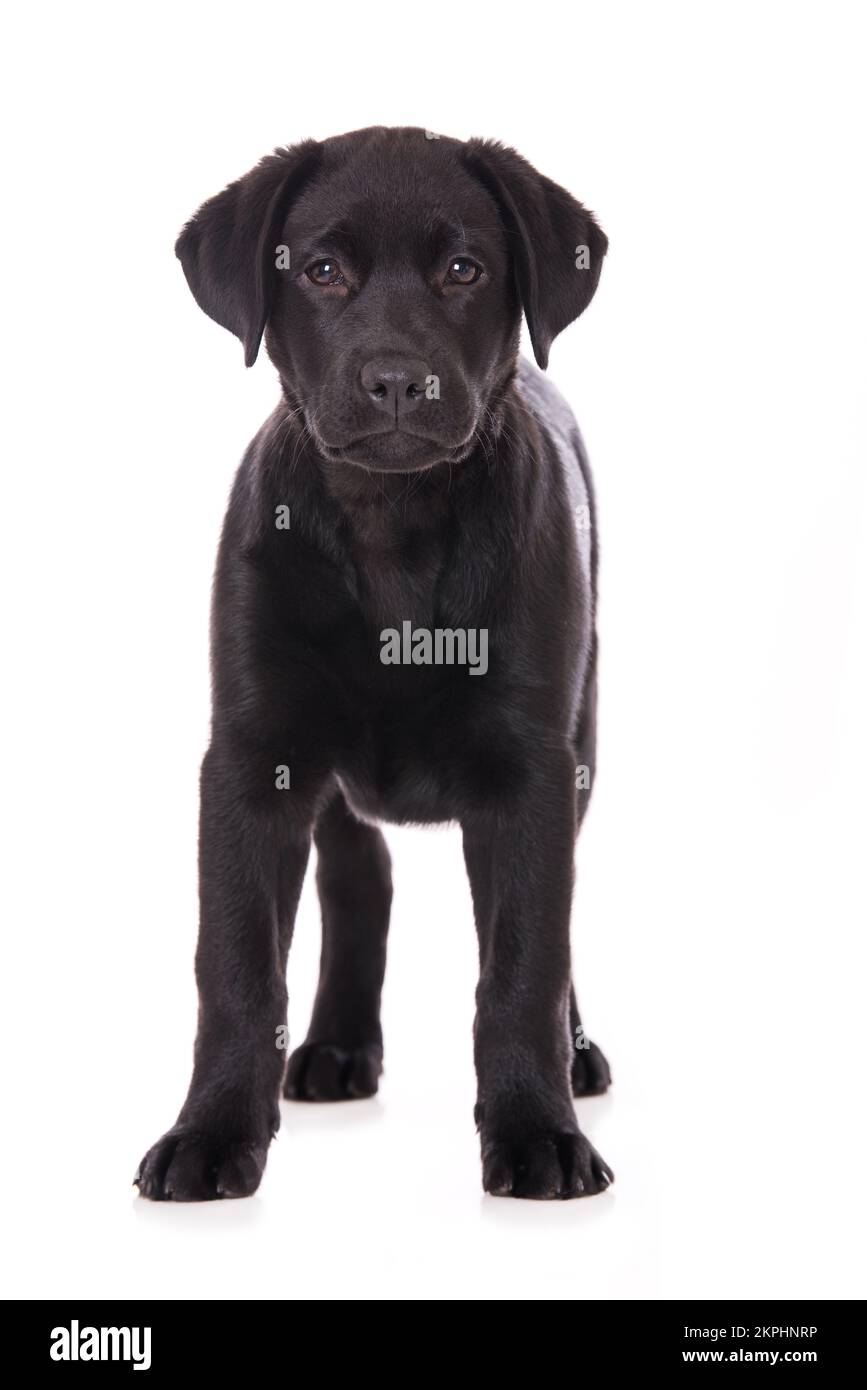 Cute labrador puppy on white background Stock Photo - Alamy