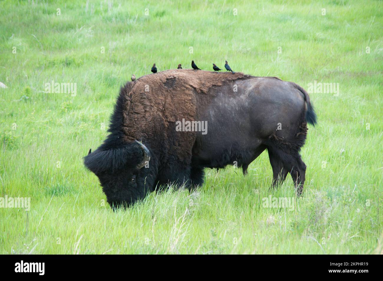 Buffalo in Custer State Park Stock Photo - Alamy