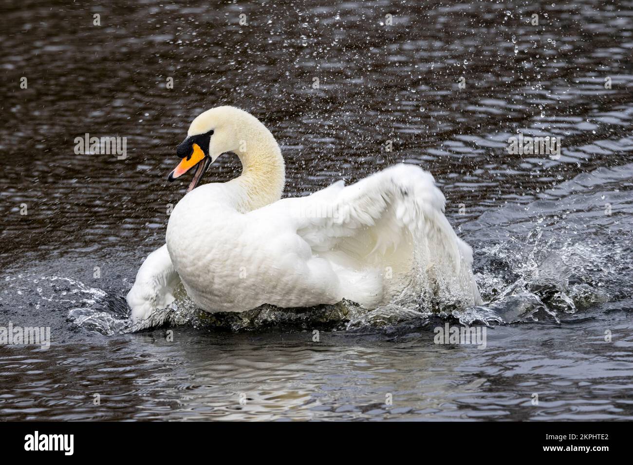 A male or cob Mute Swan has a vigorous bath. Like most birds, the ...