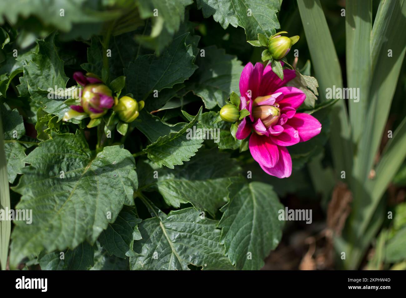 Pink dahlia flowers in the garden, beautiful summer flowers with buds ...